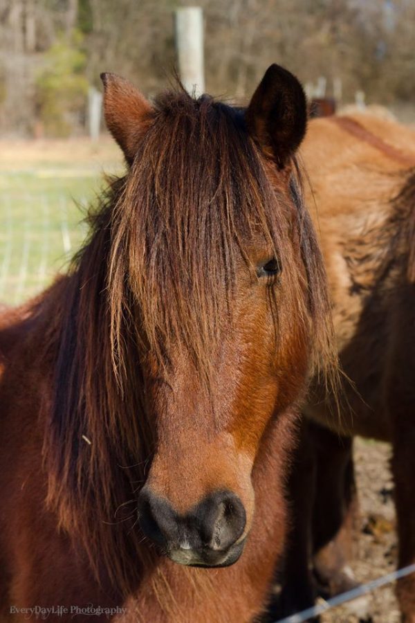Sponsor a Program Horse – Mill Swamp Indian Horses